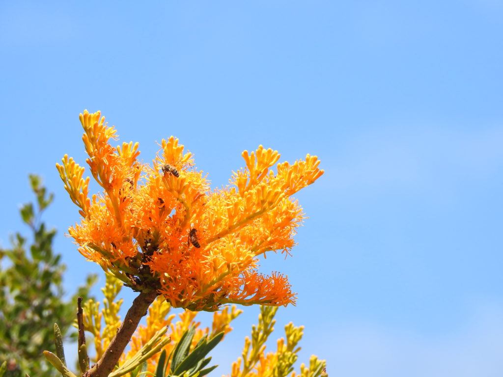 Birak is here! - Kooyar Wongi