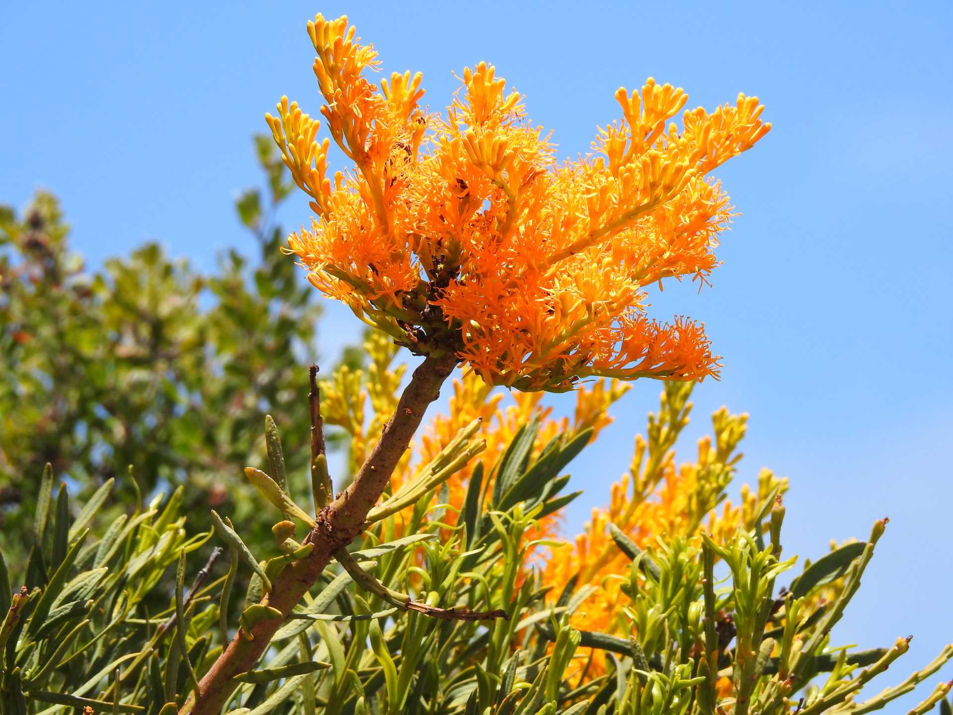 Birak is heating up! - Kooyar Wongi