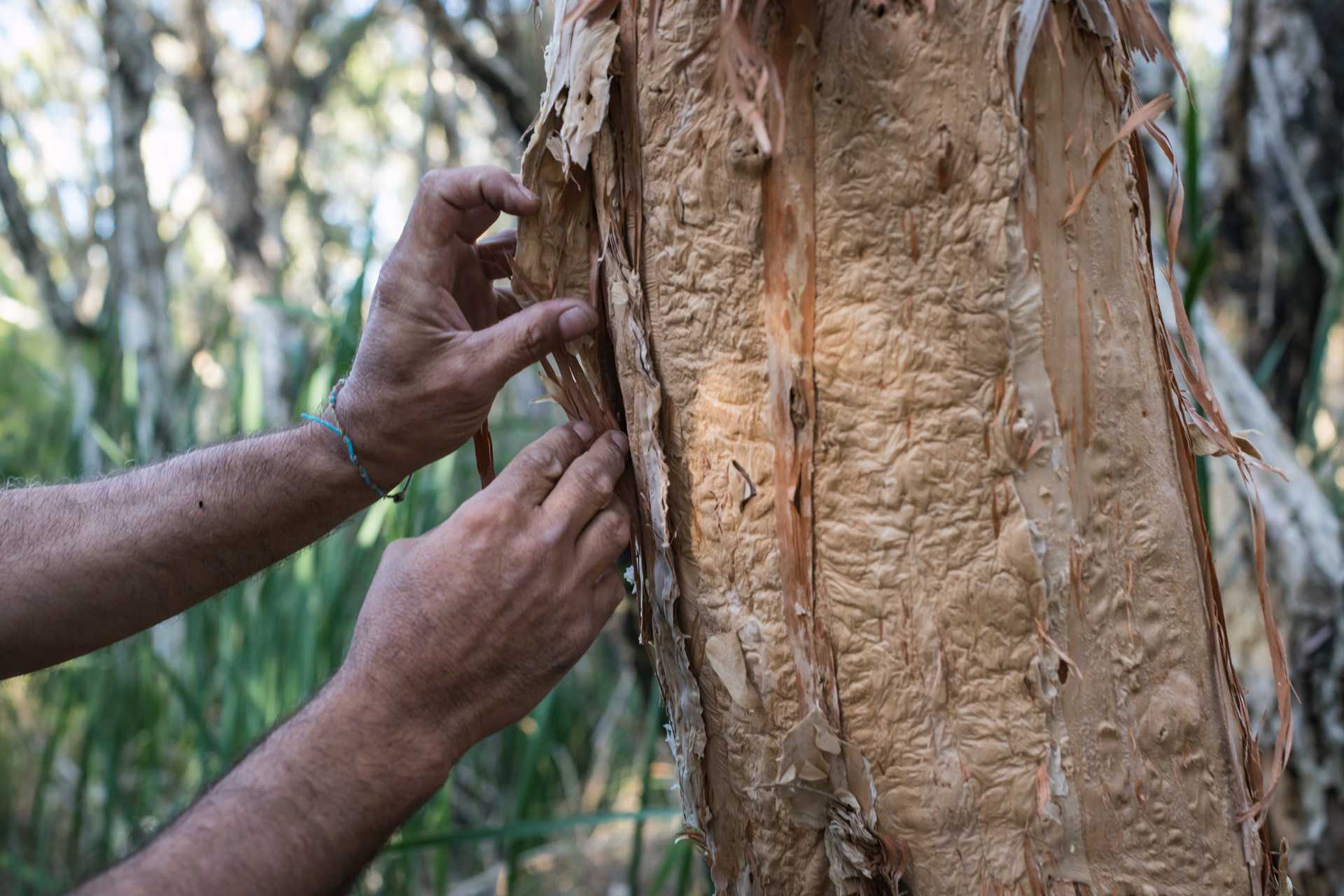 Djeran season is here! - Kooyar Wongi