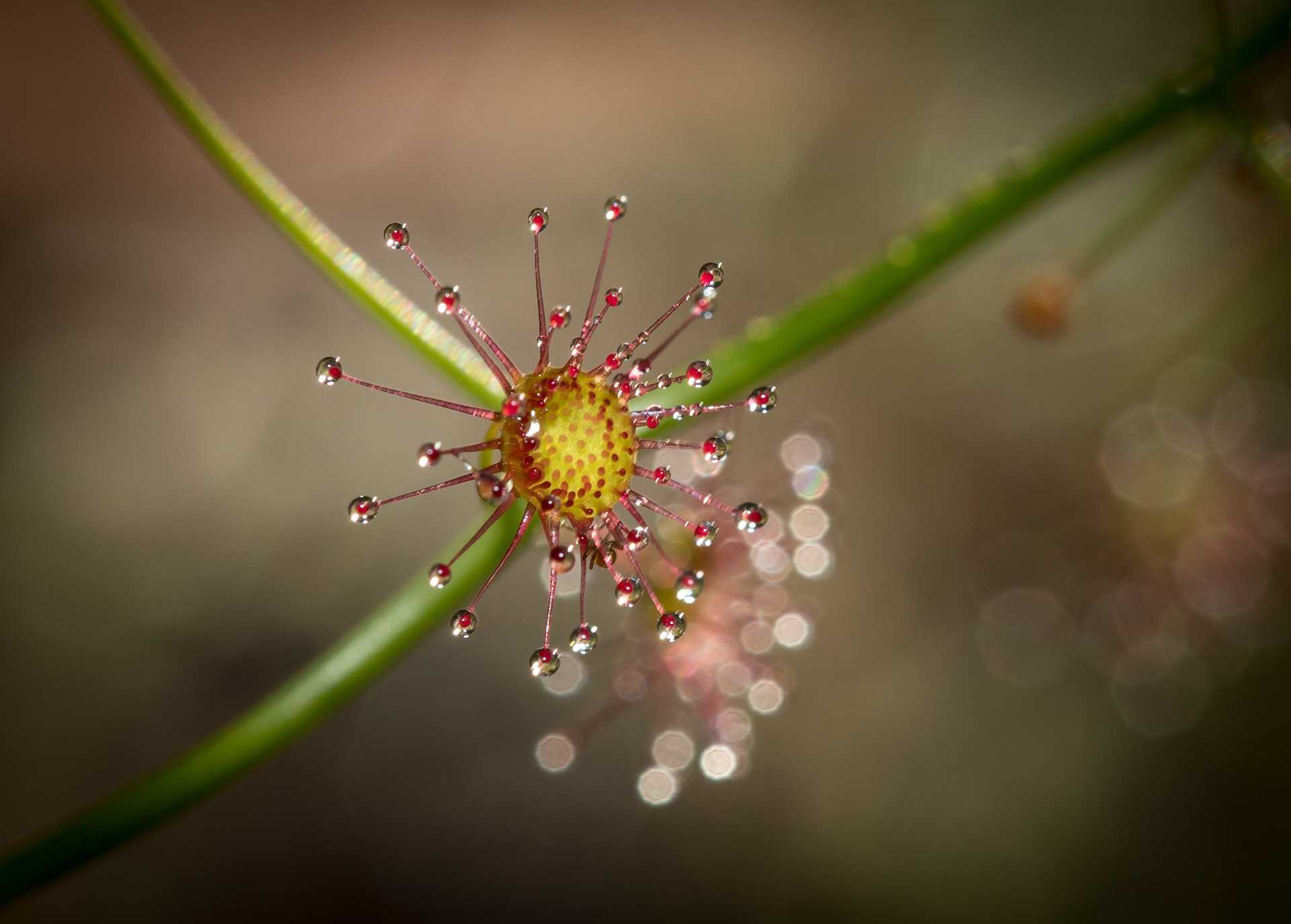 Basking in the golden glow of Djilba - Kooyar Wongi