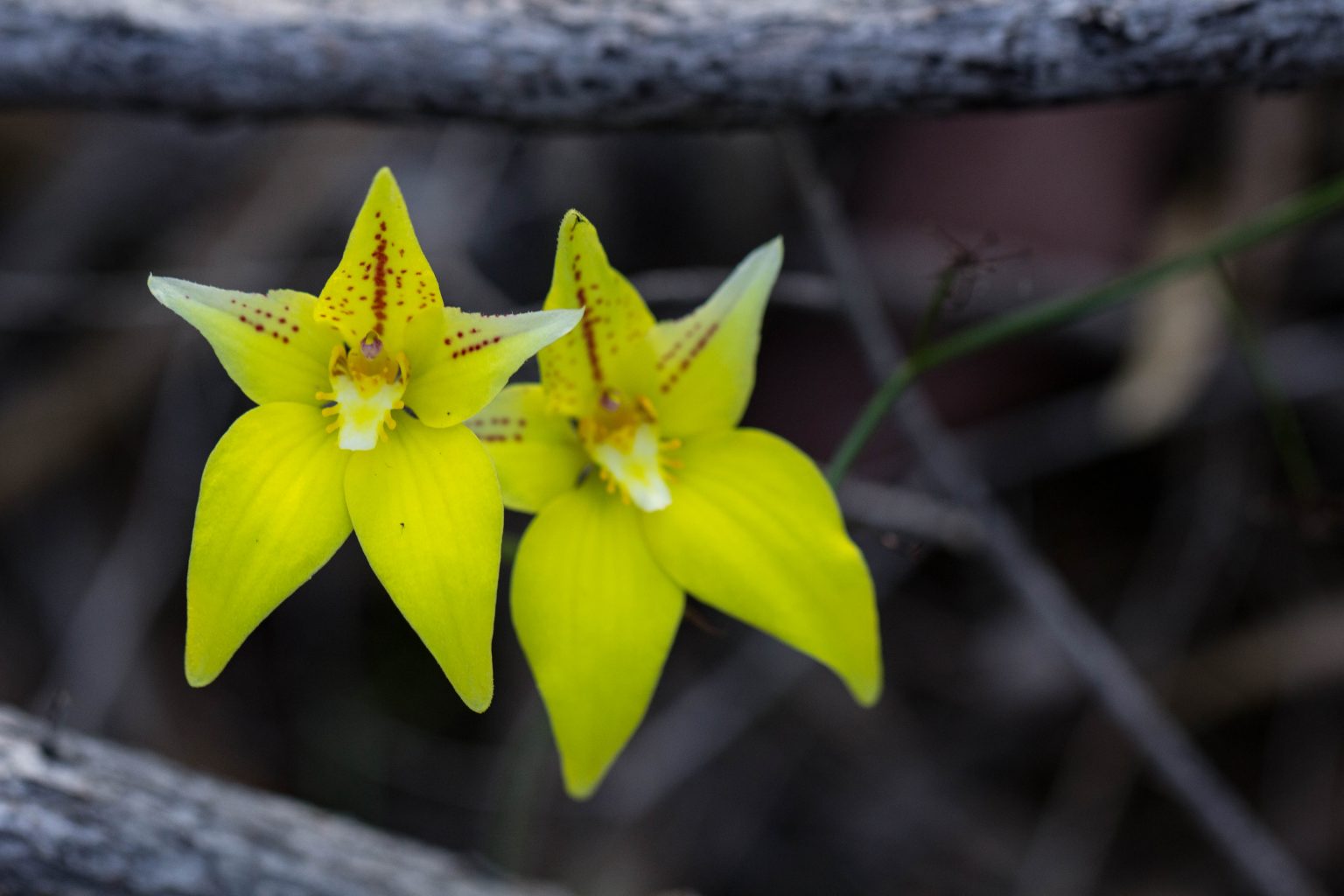 Basking in the golden glow of Djilba - Kooyar Wongi