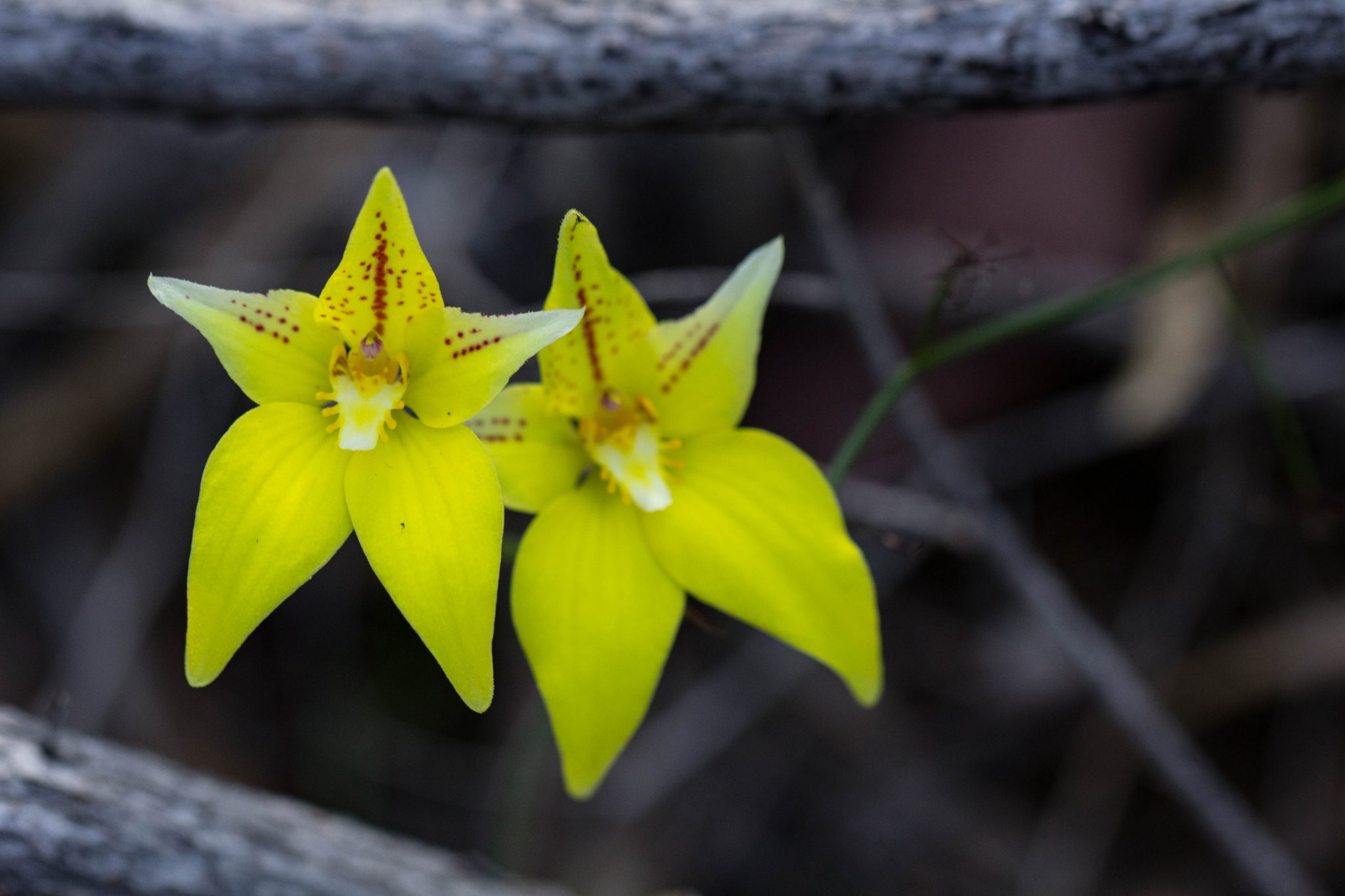Basking in the golden glow of Djilba - Kooyar Wongi