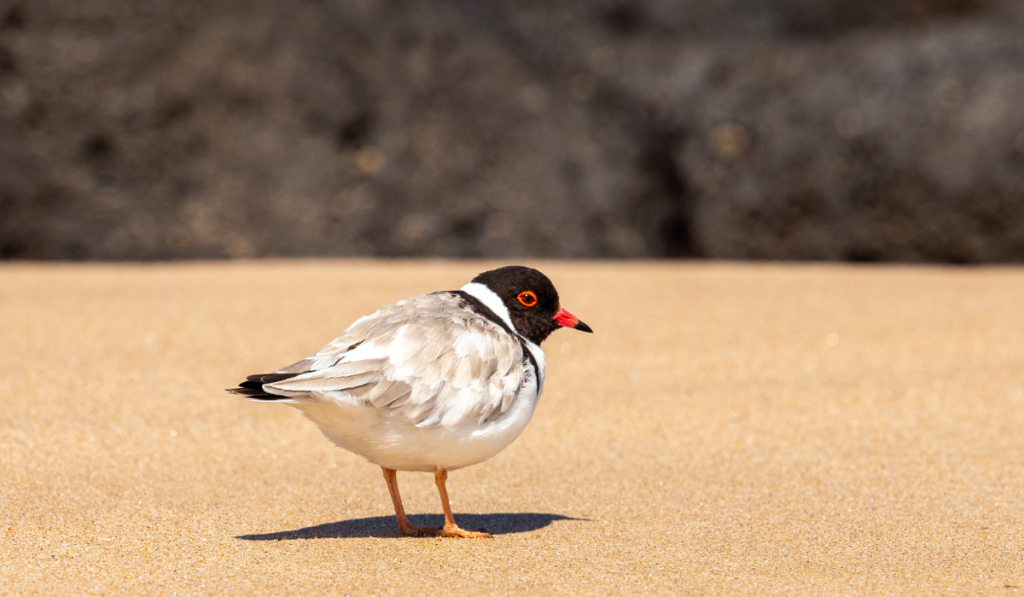 Birak means beach time! - Kooyar Wongi