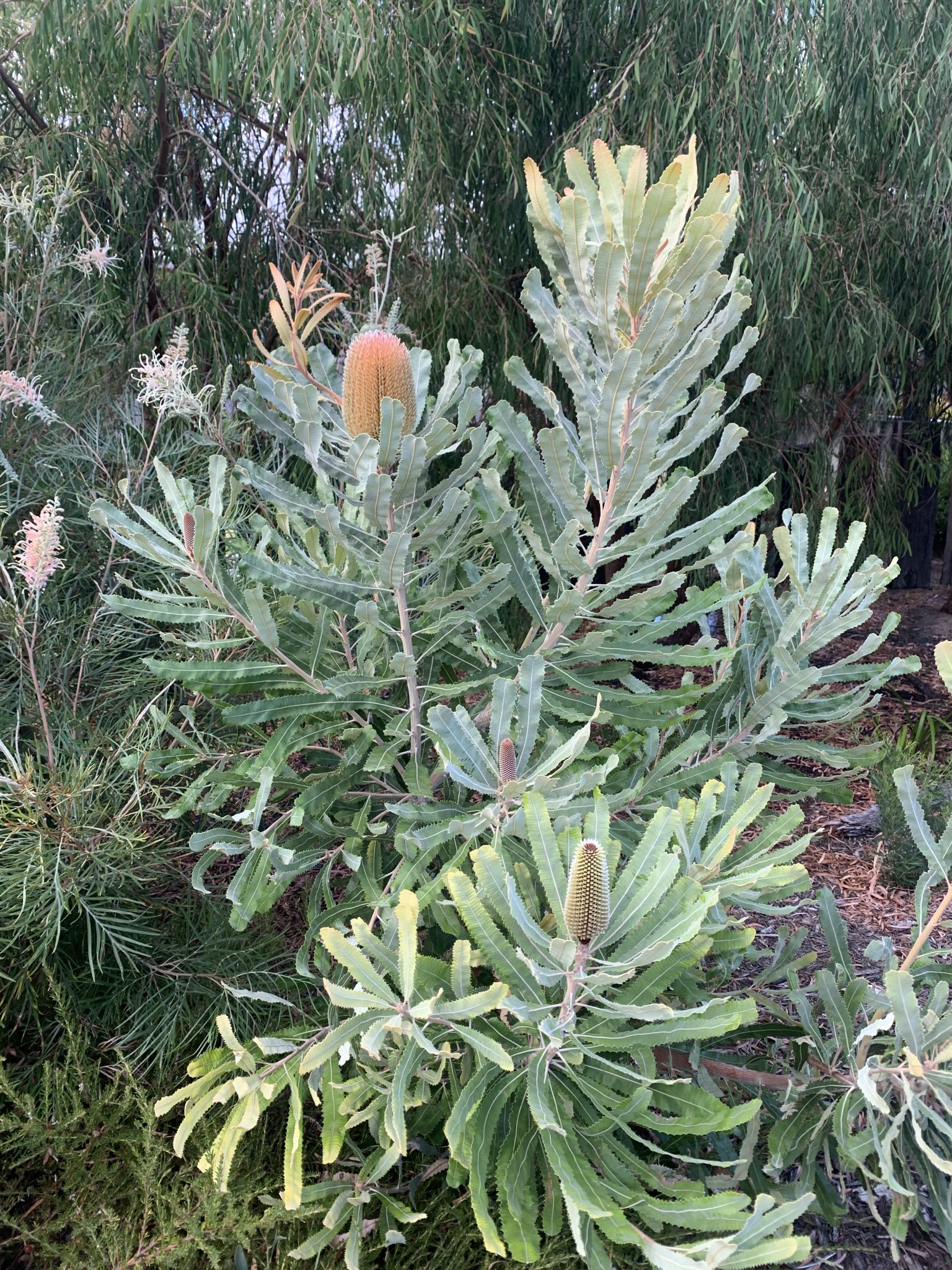 Give our native species a break this Bunuru - Kooyar Wongi