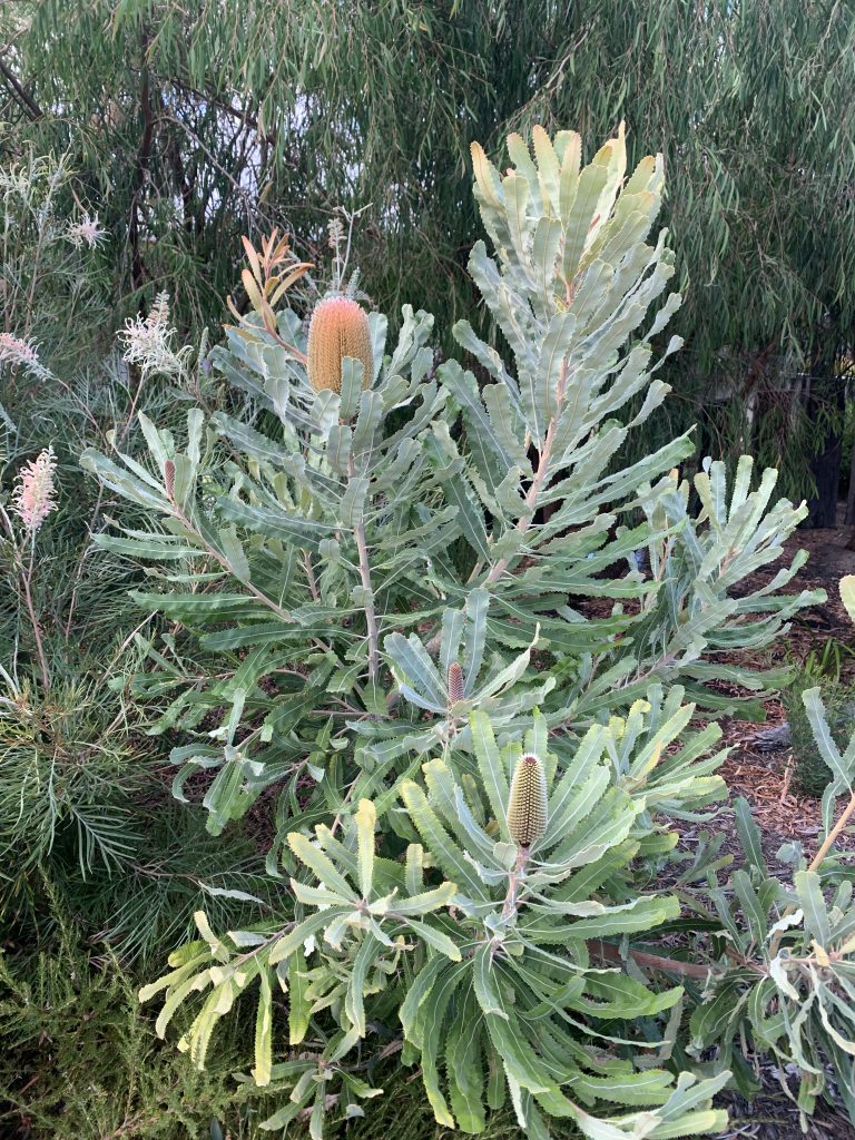 Give our native species a break this Bunuru - Kooyar Wongi