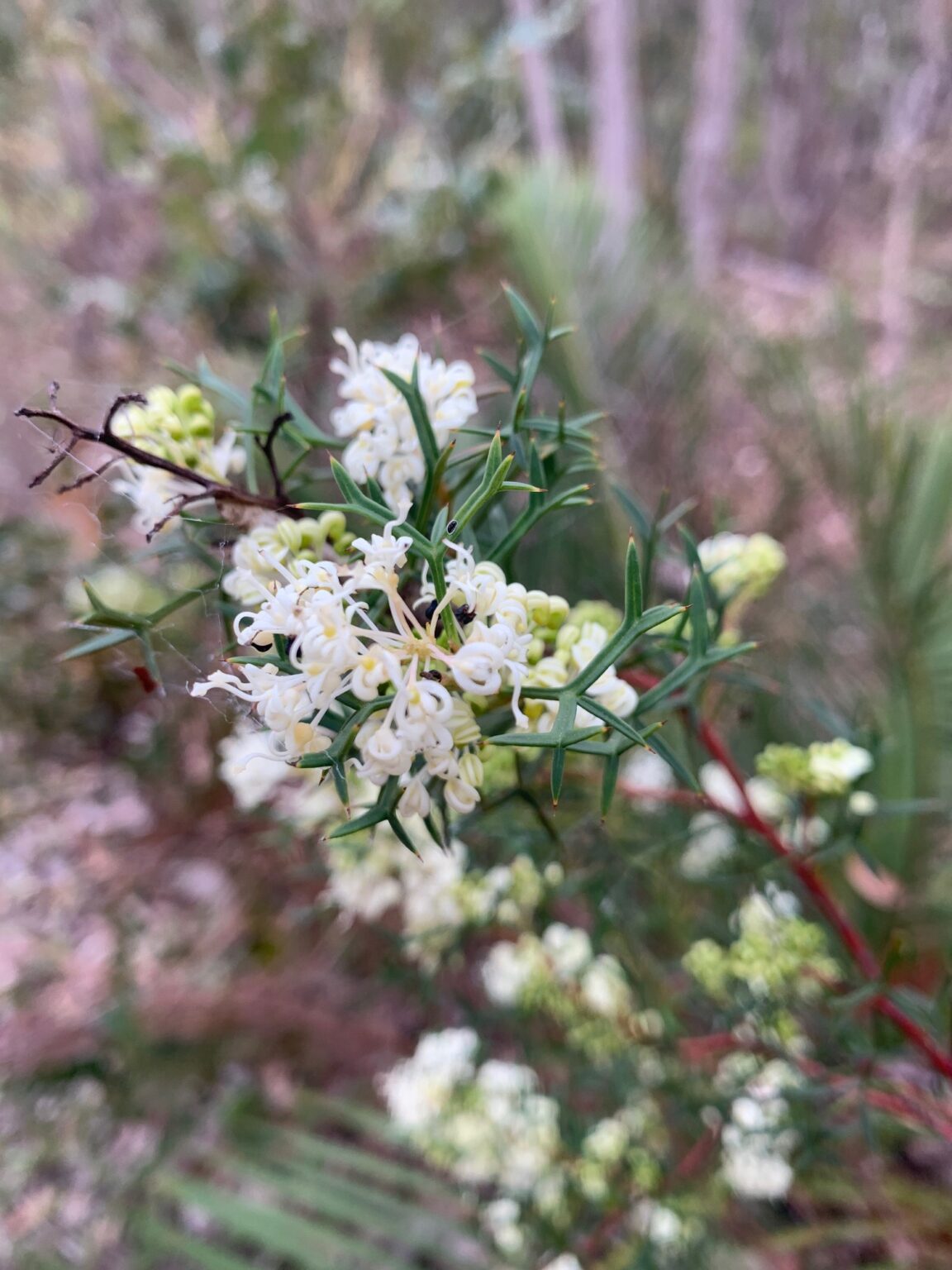 Basking in the golden glow of Djilba - Kooyar Wongi