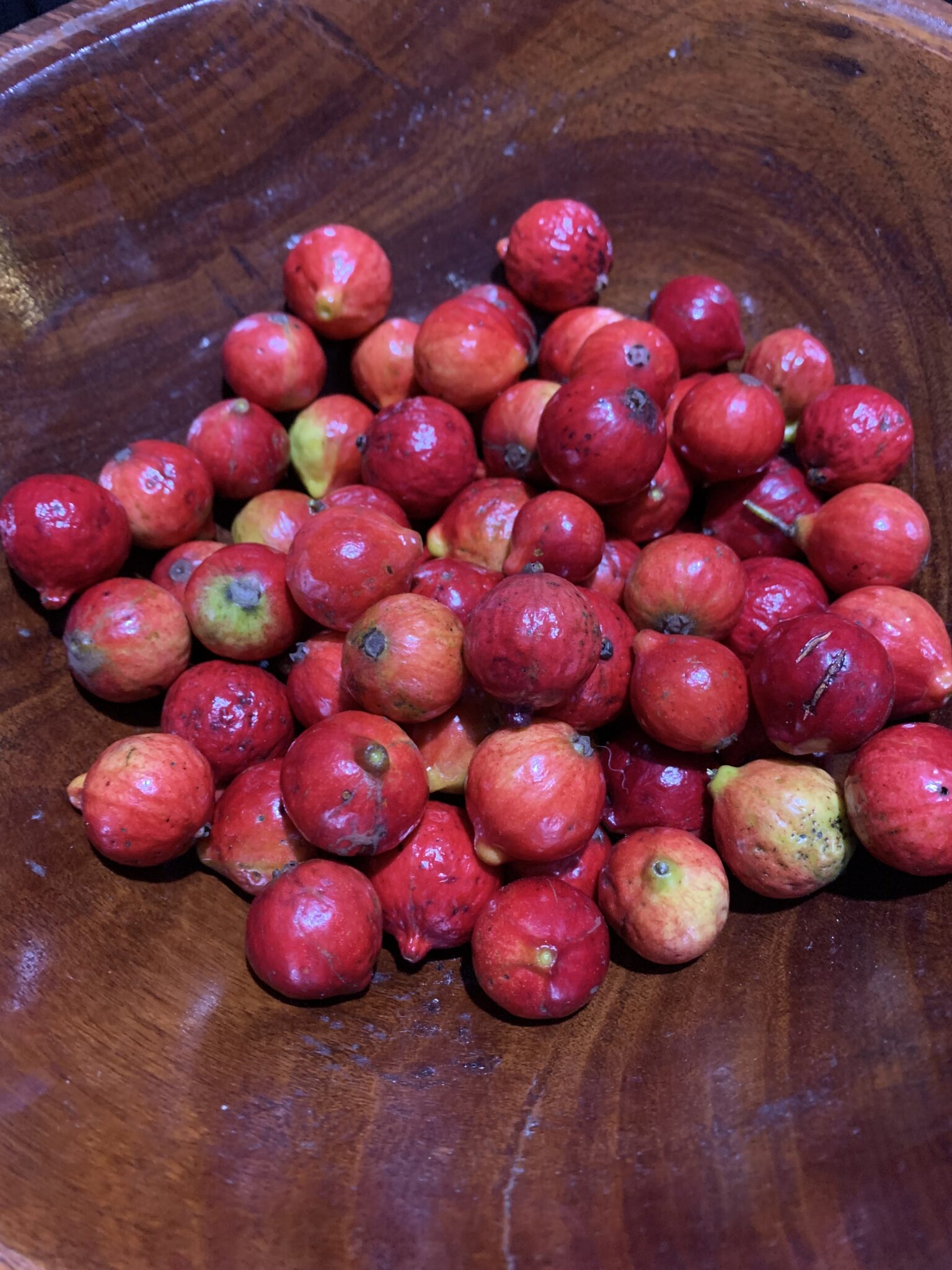 Basking in the golden glow of Djilba - Kooyar Wongi